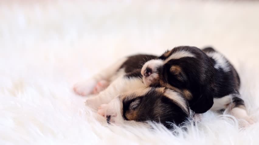 cutest pair newborn beagle puppies on Stock Footage Video (100% Royalty ...