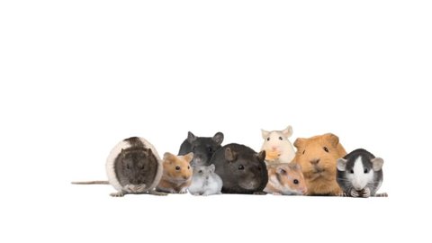 Collage Rodents On White Background Stock Footage Video (100% Royalty ...