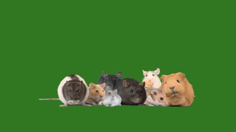 Collage Rodents On White Background Stock Footage Video (100% Royalty ...