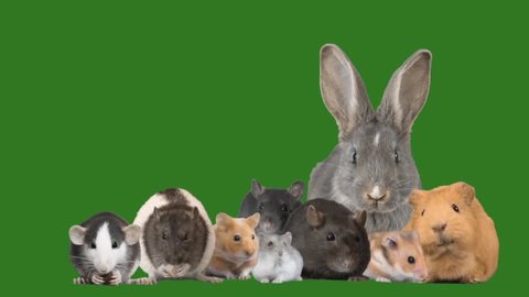 Group Rodents On White Background Stock Footage Video (100% Royalty ...