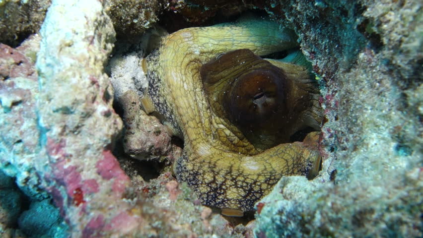 Close-up: Octopus Laying in a Stock Footage Video (100% Royalty-free ...