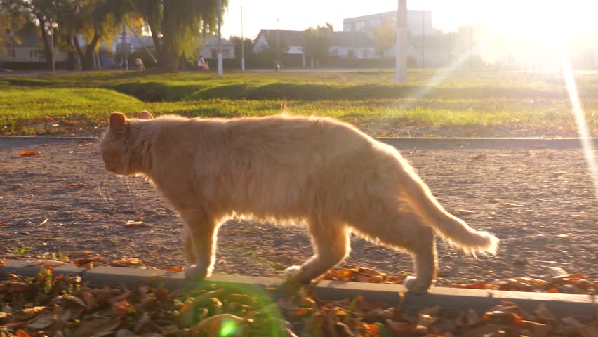 stray cat walking park beautiful along Stock Footage Video (100% ...