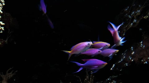 Small Colored Fish Swim Aquarium Tropical Stock Footage Video (100% ...
