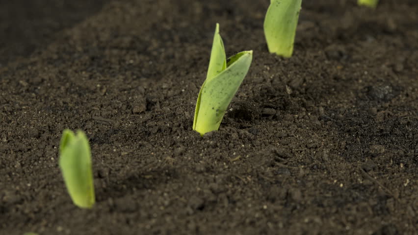 Corn germination Stock Video Footage - 4K and HD Video Clips | Shutterstock