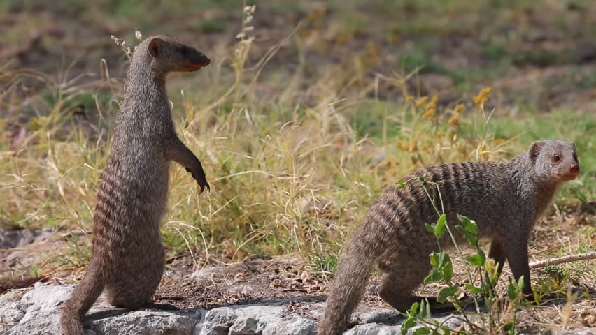 Banded Mongoose Feeding, Running and Stock Footage Video (100% Royalty ...