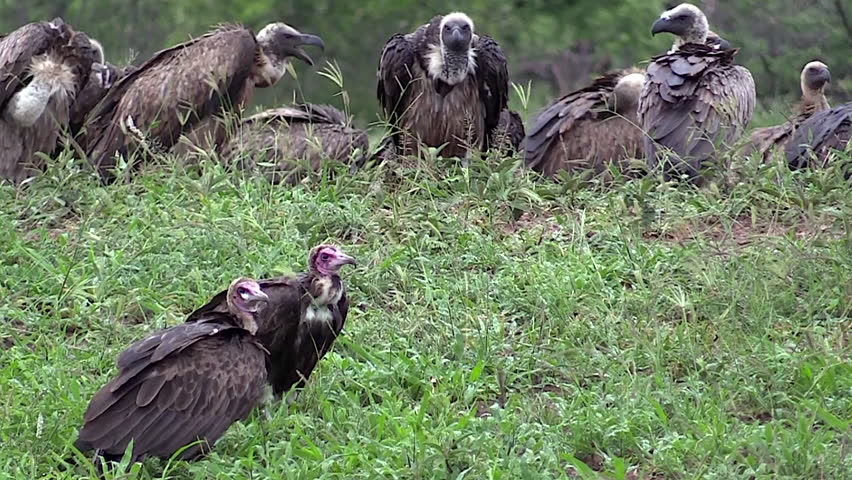 flock vultures wait above lions eating Stock Footage Video (100% ...