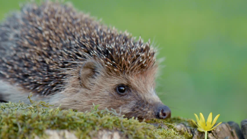 Common Cute Hedgehog On Stump Spring Stock Footage Video (100% Royalty ...