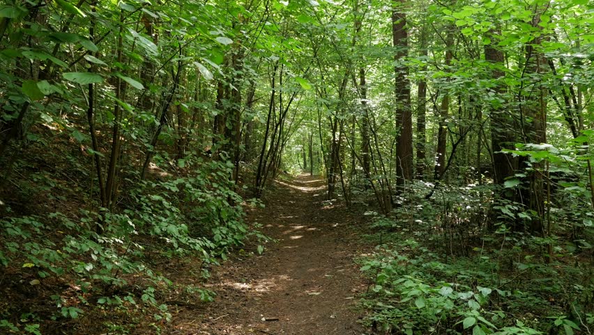 Forest Floor image - Free stock photo - Public Domain photo - CC0 Images