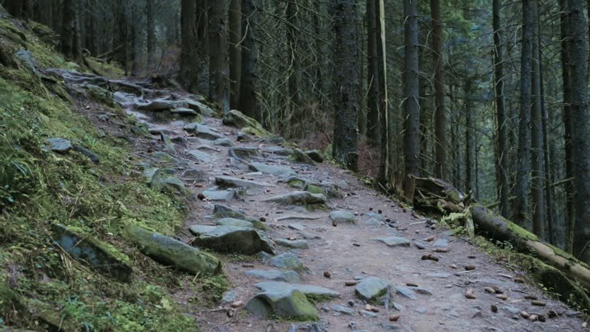 Misty woods and trails in Ukraine image - Free stock photo - Public ...