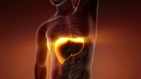 Animation Enteroscopy Human Intestines Healthy Peristalsis Stock ...