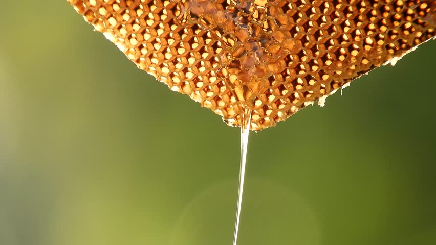 closeup honey dripping honeycomb bee clips Stock Footage Video (100% ...