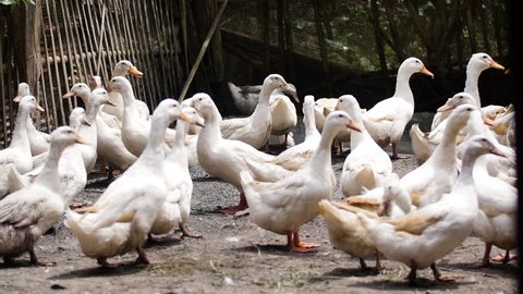 Duck Nature Farm Stock Footage Video (100% Royalty-free) 1028204720 ...