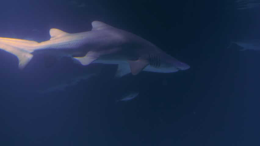 Shark Floats Facing Right- Zoom Stock Footage Video (100% Royalty-free ...