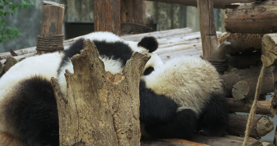 On Zoos Ground, Panda Mama Stock Footage Video (100% Royalty-free ...