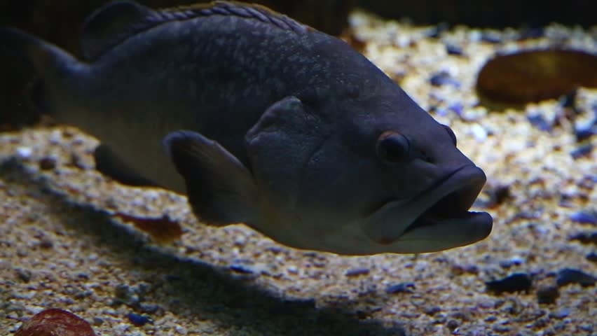 Giant Grouper Swimming with Large Stock Footage Video (100% Royalty ...