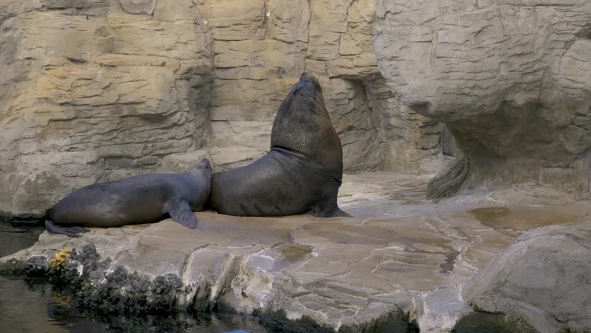 The heads and faces of two seals image - Free stock photo - Public ...
