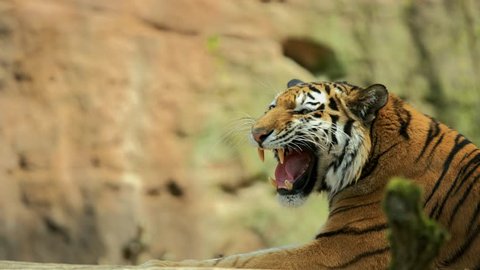 Стоковая фотография 1831950661: Beautiful Big Strong Tiger Walks Along ...