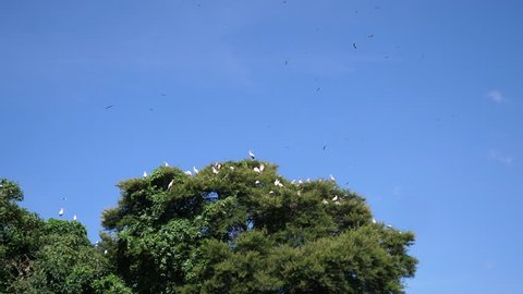 Flock Birds Flying Sitting Tree Time Stock Footage Video (100% Royalty ...