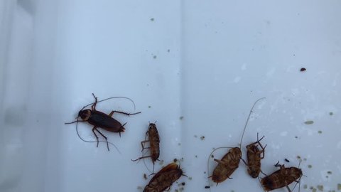 Roaches Cockroaches Walking White Plastic Dark Stock Footage Video (100 ...
