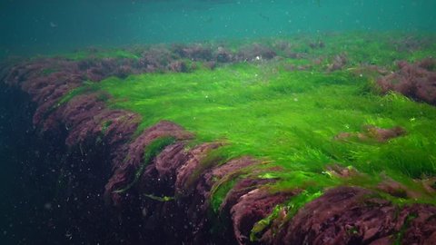 Red Green Brown Algae On Seabed Stock Footage Video (100% Royalty-free ...