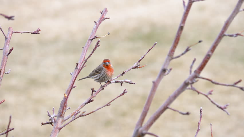 House Finch Male on branch image - Free stock photo - Public Domain ...
