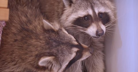 153 Raccoon cartoon Stock Video Footage - 4K and HD Video Clips ...