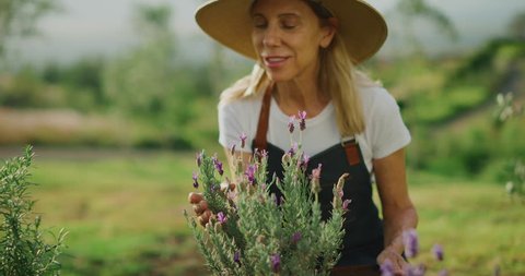 Smiling Middle Aged Woman Smelling Lavender Stock Footage Video (100% ...