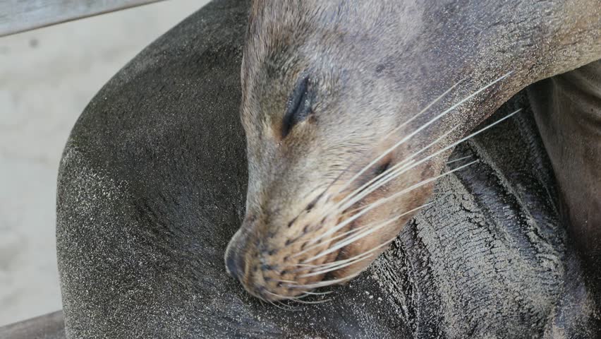 close on thick scaly skin huge Stock Footage Video (100% Royalty-free ...