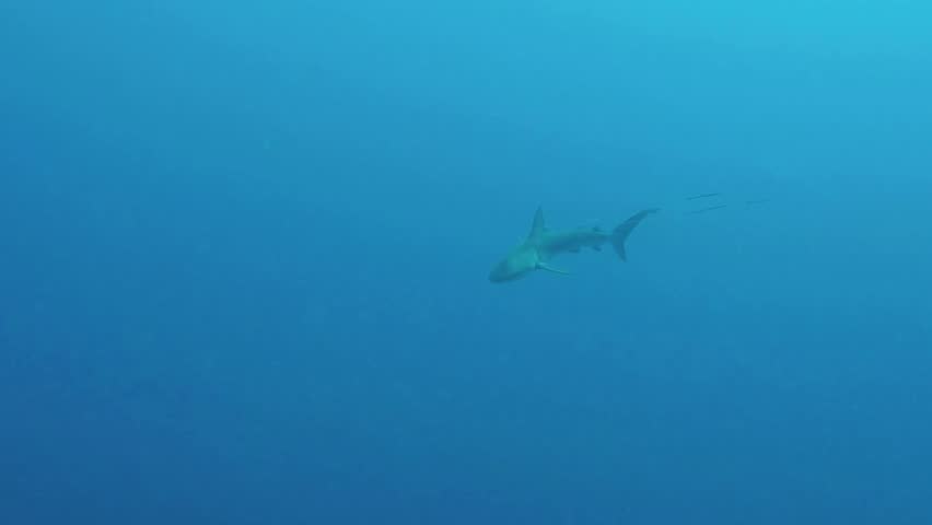 shark entangled fishing line around fins Stock Footage Video (100% ...