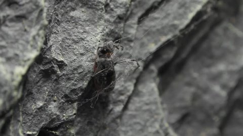 Spider Hunting Bug Formicarium Stock Footage Video (100% Royalty-free ...