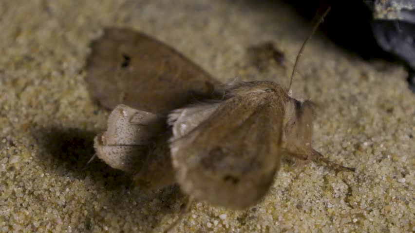 ants hunting biting moth Stock Footage Video (100% Royalty-free ...