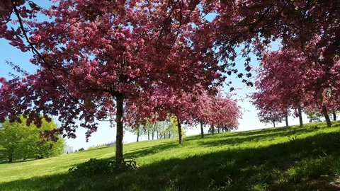 Beautiful Spring Cherry Blossoms Nature Closeup Stock Footage Video ...