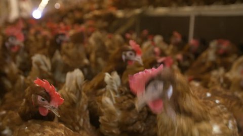 Professional Huge Chicken Farm Poultry Stock Footage Video (100% ...