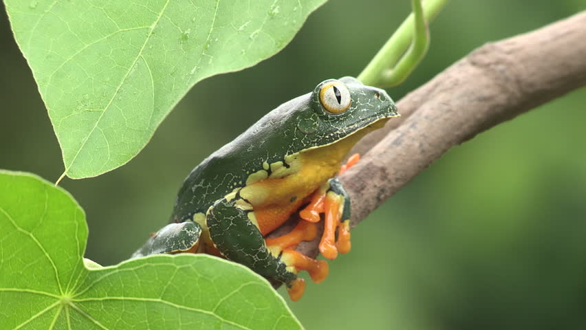 Peruvian frog Stock Video Footage - 4K and HD Video Clips | Shutterstock