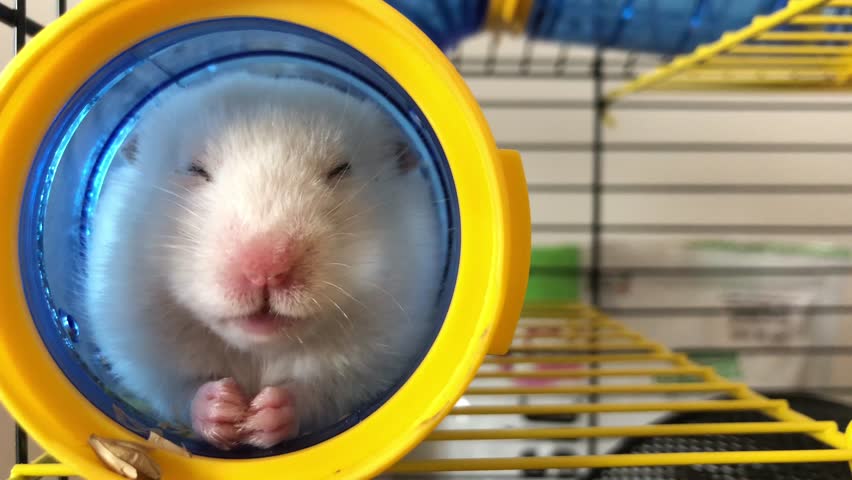 Hamster Teeth Stock Video Footage - 4K and HD Video Clips | Shutterstock