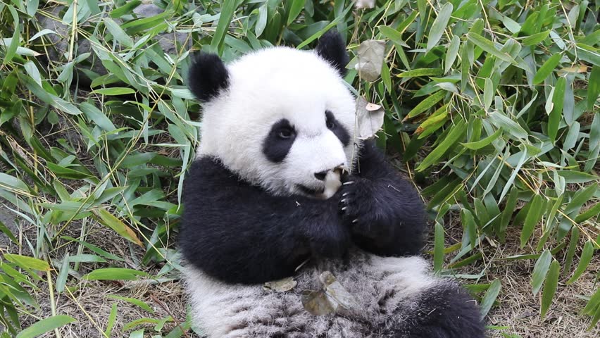 Little Baby Panda Cub is Stock Footage Video (100% Royalty-free ...