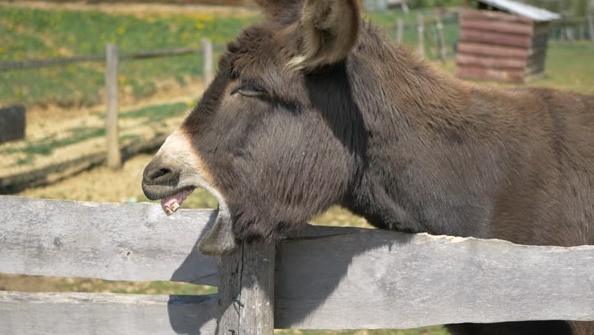 Young Brown Donkey Shakes His 스톡 동영상 비디오(100% 로열티 프리) 1028681378 ...