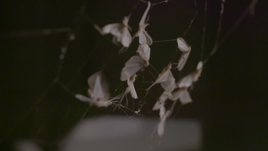 Dead Mayflies in the Spiders Stock Footage Video (100% Royalty-free ...