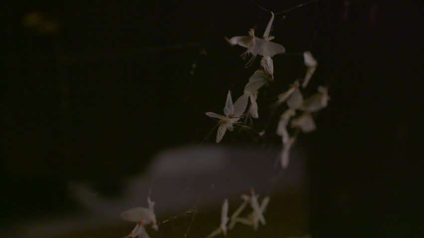 Dead Mayflies in the Spiders Stock Footage Video (100% Royalty-free ...
