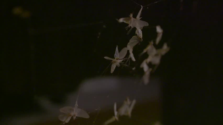 dead mayflies spider's web Stock Footage Video (100% Royalty-free ...