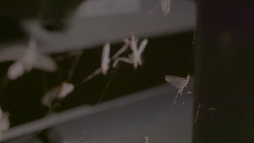 Dead Mayflies in the Spiders Stock Footage Video (100% Royalty-free ...