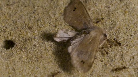 Ants Hunting Biting Moth Stock Footage Video (100% Royalty-free ...