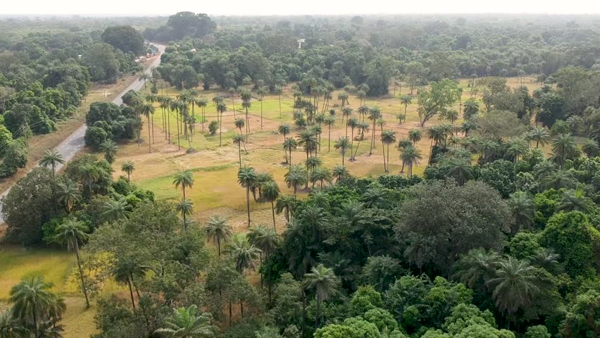 drone shot road farm forest senegal Stock Footage Video (100% Royalty ...