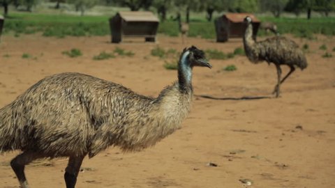 Tracking Shot Following Singular Emu Mob Stock Footage Video (100% ...