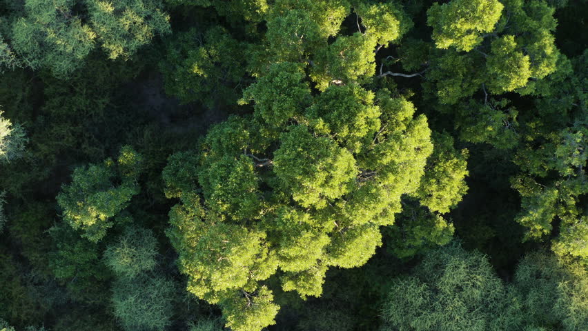 aerial zoom out view tree top Stock Footage Video (100% Royalty-free ...