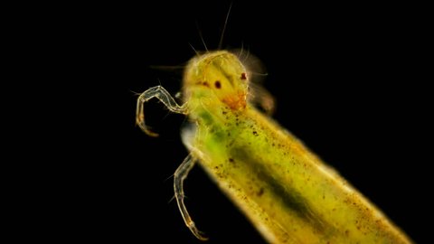 Young Crab Under Microscope Has Already Stock Footage Video (100% ...