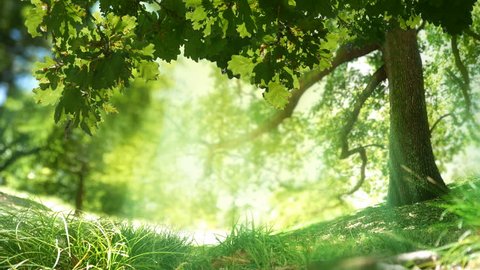 Seamless Loop Oak Tree Green Nature Stock Footage Video (100% Royalty ...
