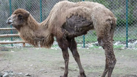 Old Camel Zoo Sick Camel Animal Stock Footage Video (100% Royalty-free ...