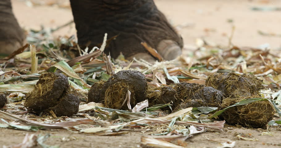 Elephant Droppings,elephants Stool On the Stock Footage Video (100% Royalty-free) 1028801753 ...
