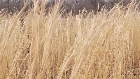 Tall Brown Grass Forest Background Autumn Stock Footage Video (100% ...
